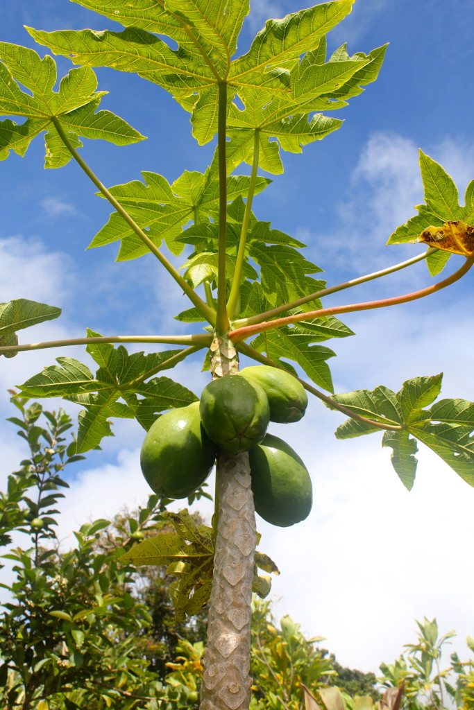 A Walk through my yard – Plants of Hawaii | Livin' the Mommy Life
