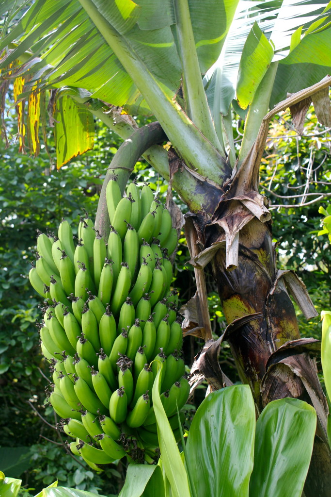 A Walk through my yard – Plants of Hawaii | Livin' the Mommy Life